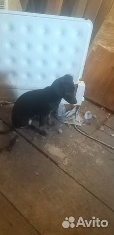 Отдам щенка в добрые руки