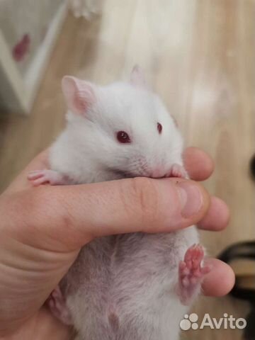 Хомяк маленький