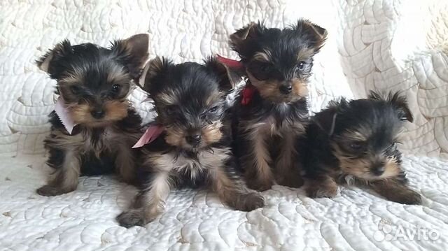 Йоркширский терьер щенки