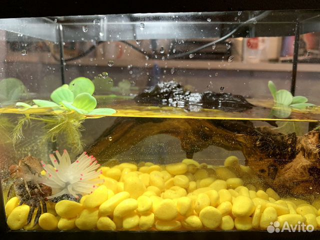 Крабики с домиком