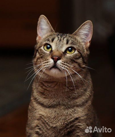 Котик в добрые руки