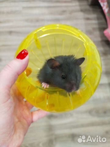 Сирийский хомяк бесплатно