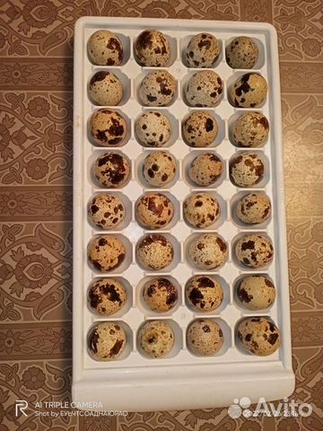 Инкубационные яйца перепелок