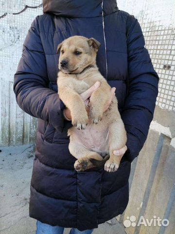 Щенки в добрые руки