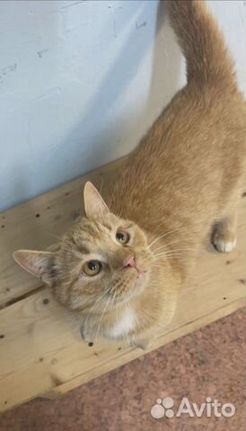 Котик Маврик в поиске хозяина