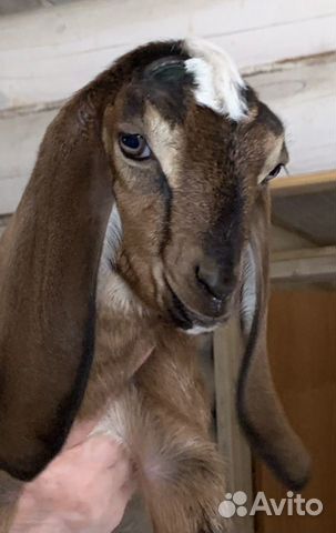 Козочка англо-нубийская 100