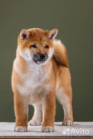 Щенки сиба шиба ину