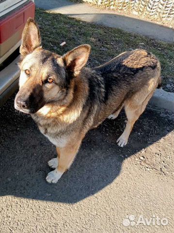 Собака в добрые руки