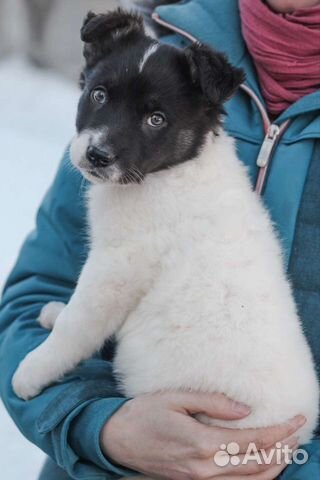 Красивые девочки Малина, Ежевика