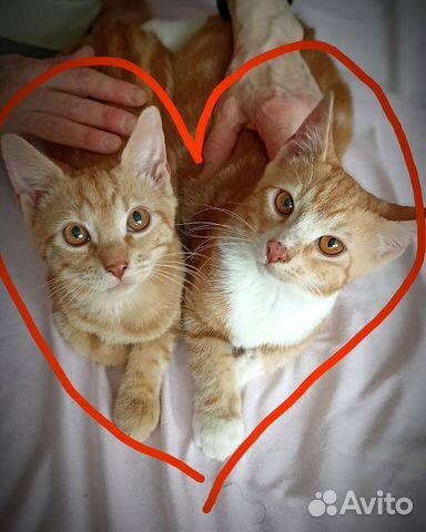 Рыжие солнечные мальчишки 4 мес в дар