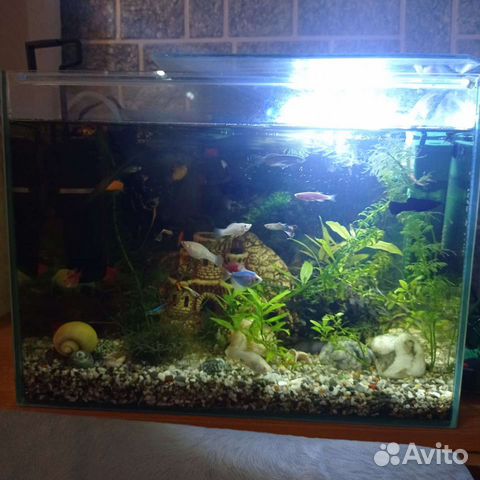 Аквариум