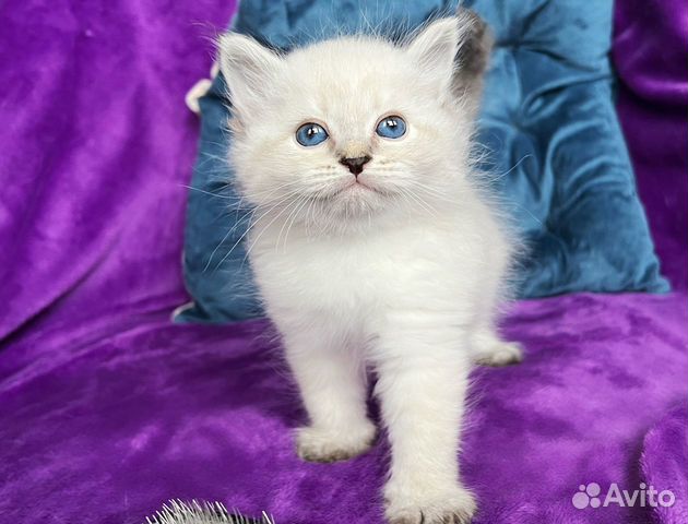 Шикарный Невский Маскарадный котенок