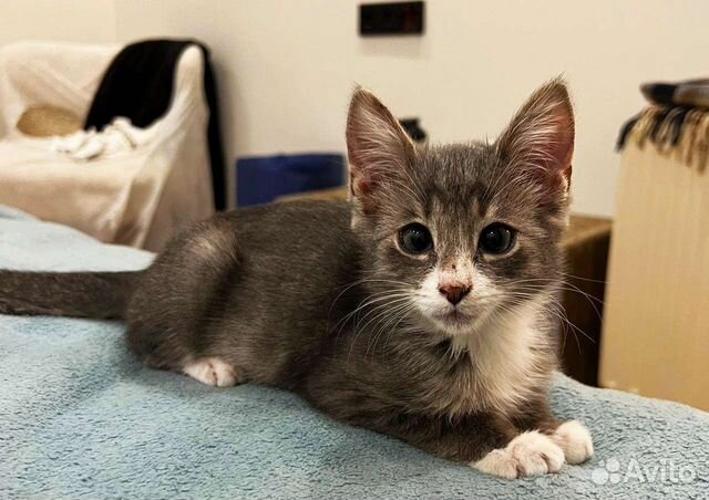 Котенок в добрые руки