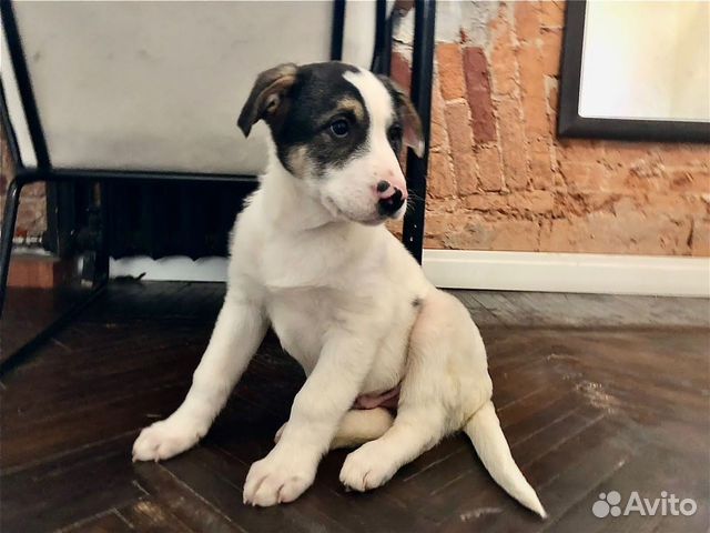 Дэни ищет дом