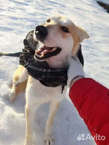 Обаятельный пёс Патрик без носика ищет дом