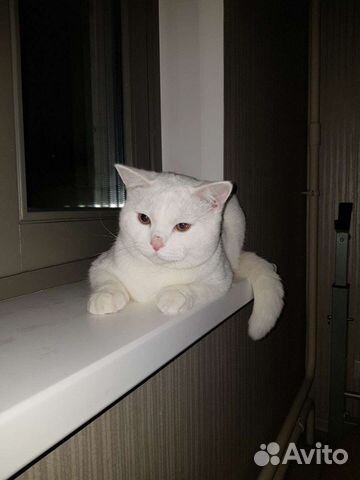 Котик в дар