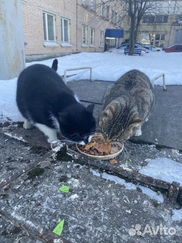 Молодве Кошечки с завода бесплатно