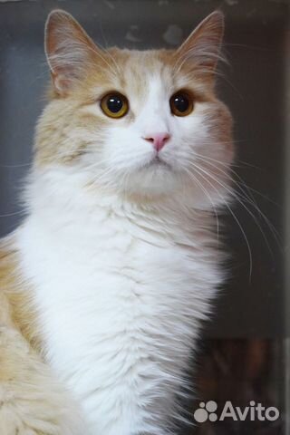 Котик Персик 1,5 года