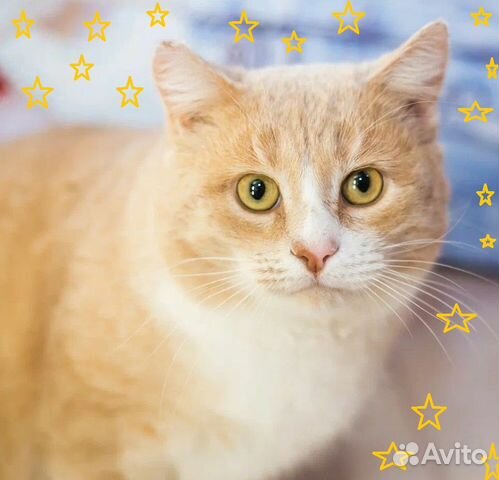 Чудесный котик Персик