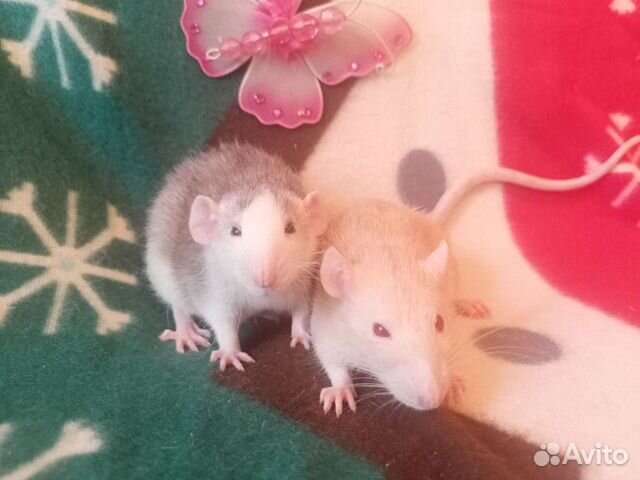 Белочки дегу и крысы