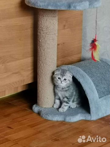 Шотландские вислоухие котята мраморные