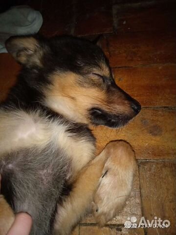 Щенок в добрые рукиминут