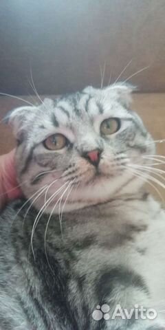 Нужна кошечка для нашего мальчика веслаухова, и де