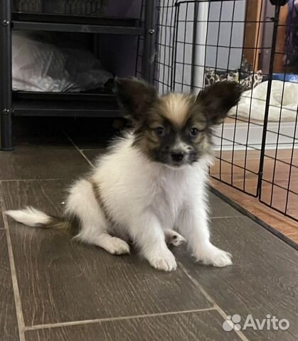 Континентальный той спаниель папийон