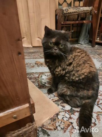 Отдам кошку в хорошие руки