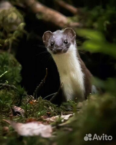 Ласка животное