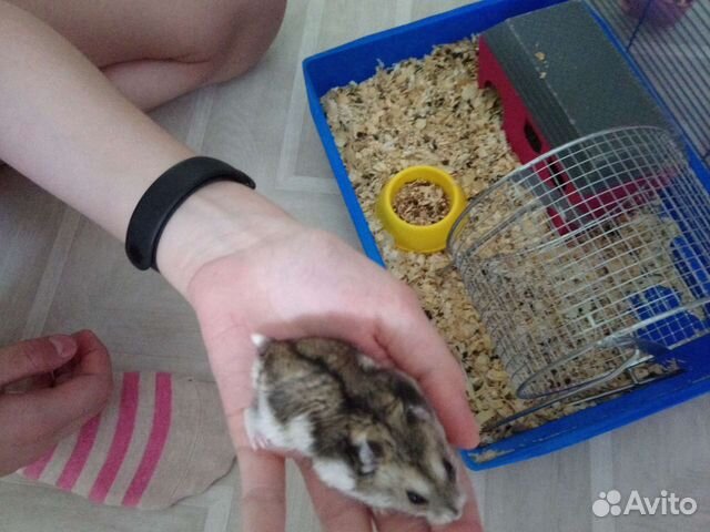 Джунгарский хомяк