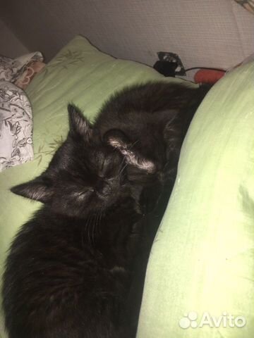 Котята британские девочки