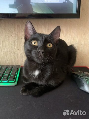 Кошка