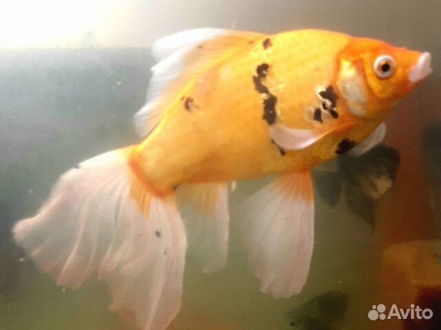 Золотая рыбка Комета