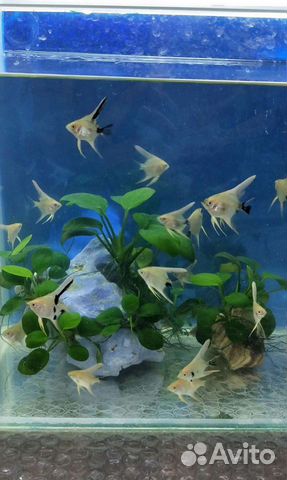 Аквариумные рыбки