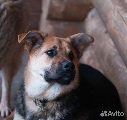 Ушастик Ганс в добрые руки