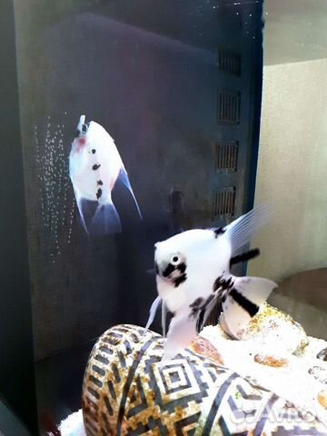 Скалярии бесплатно