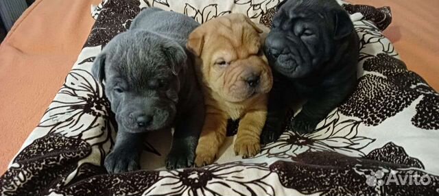 Щенки шарпея