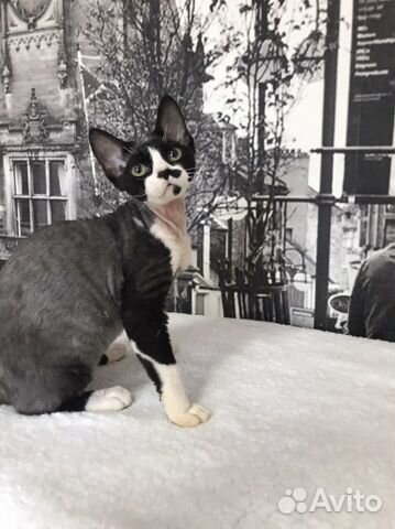 Котик