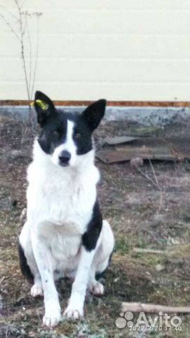 Рада ищет дом