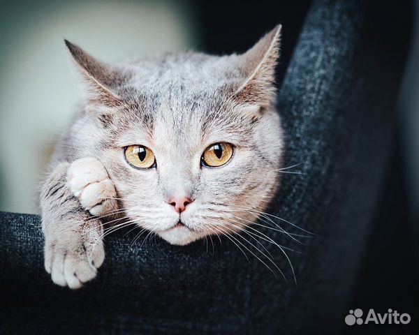 Кошка Варя в дар