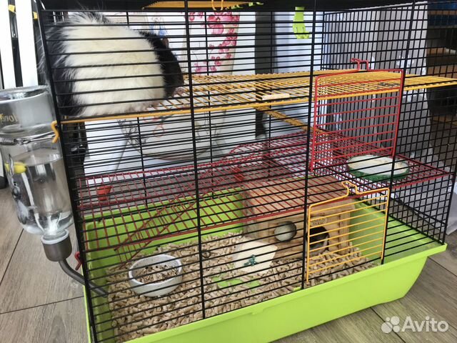 Крысы Дегу только в добрые и заботливые руки