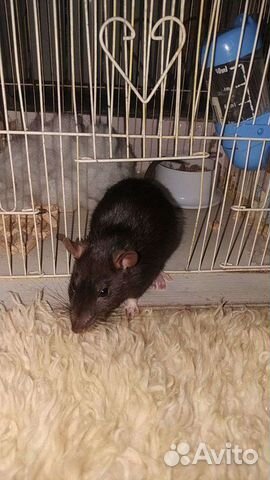 Декоративная крыса