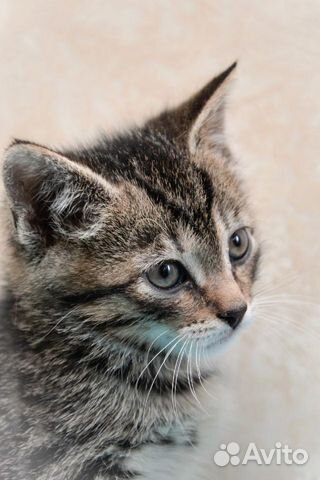 Очаровательный котенок мальчик 2,5 мес