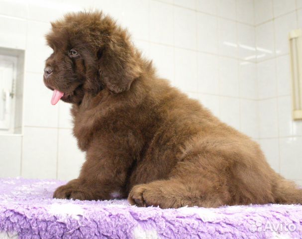 Коричневый щенок ньюфаундленд 3 месяца, мальчик