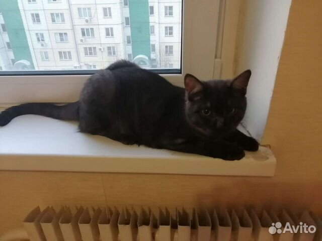 Отдам кота в добрые руки