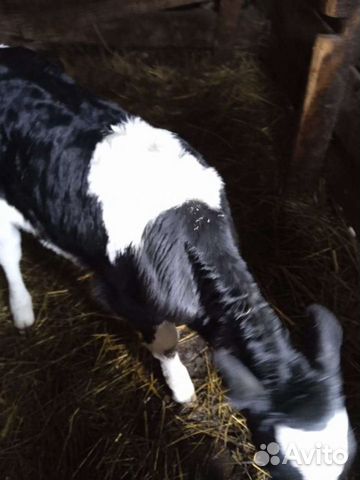 Бычки и быки телки