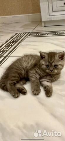 Британский котенок 1,5 месяца. Очень игривая девоч