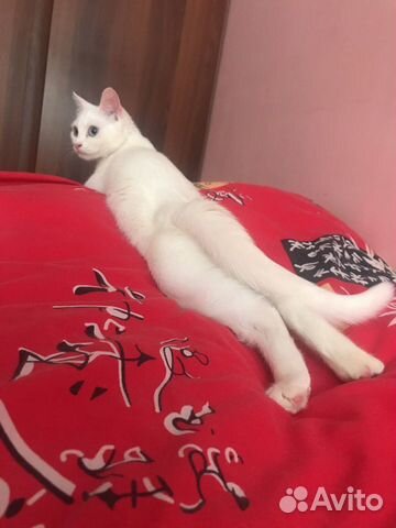 Снежинка ищет дом