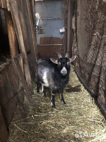 Козел и козы